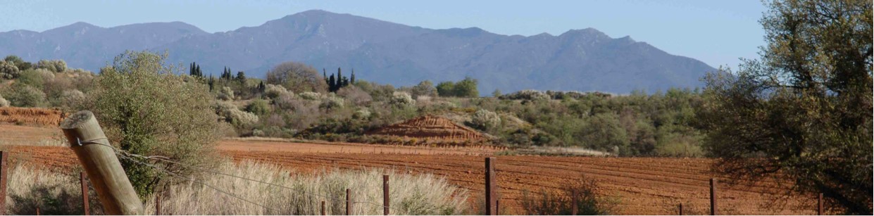 AOP Côtes du Roussillon Villages les Aspres - Vins du Roussillon