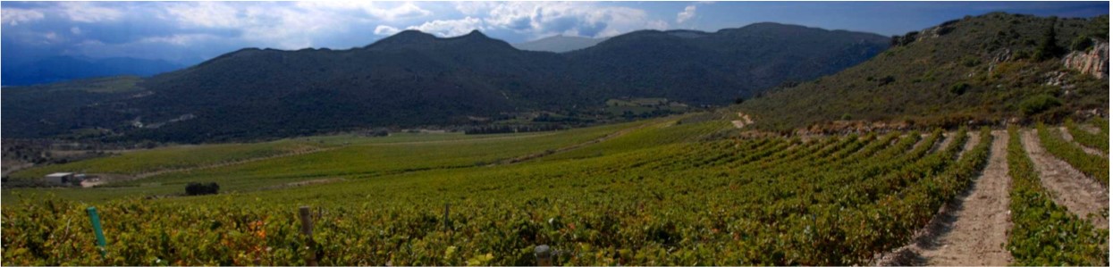 AOP Côtes du Roussillon Villages Lesquerde - Vins du Roussillon