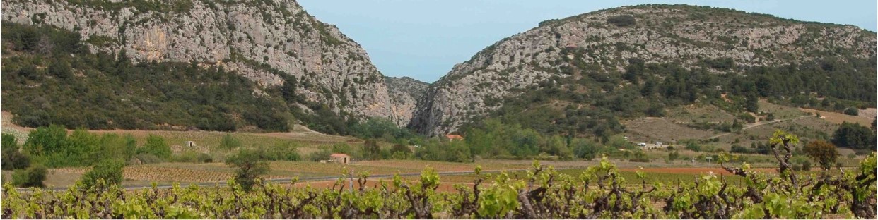 AOP Côtes du Roussillon Villages Tautavel - Vins du Roussillon