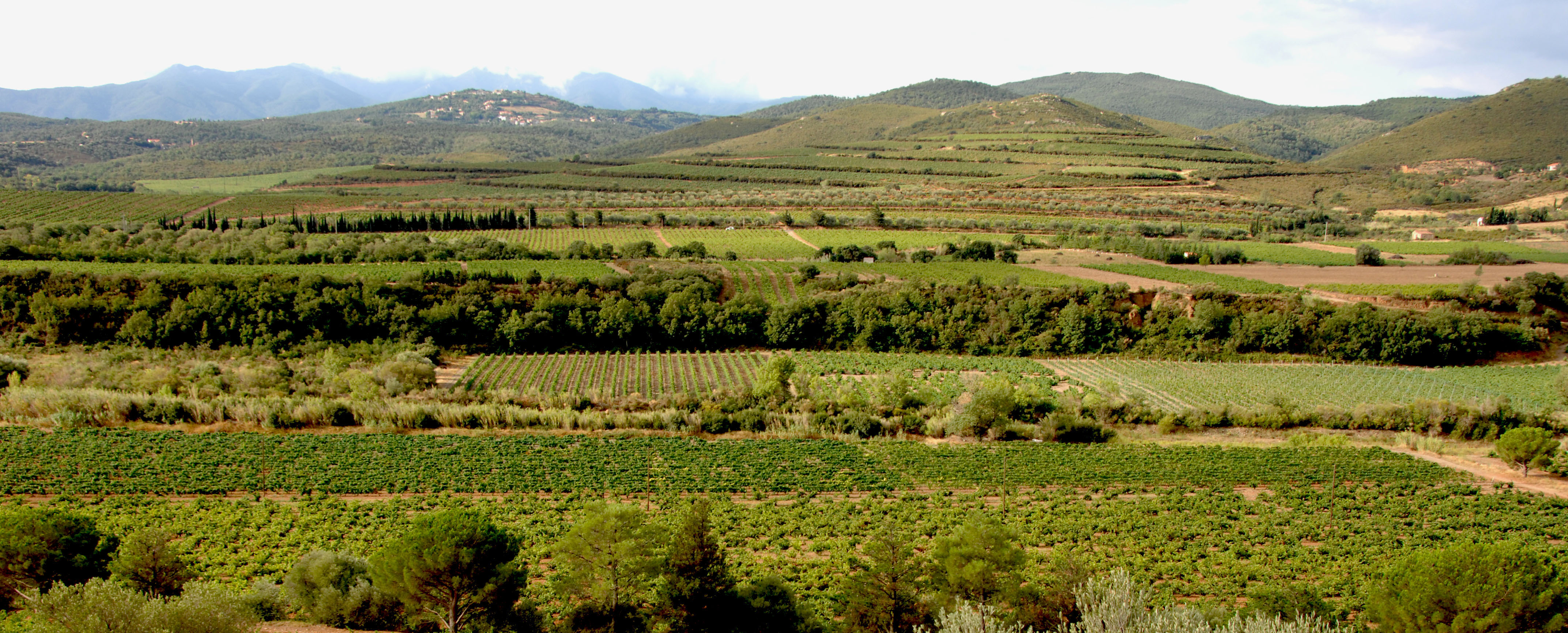 Nos AOP et IGP - Vins du Roussillon